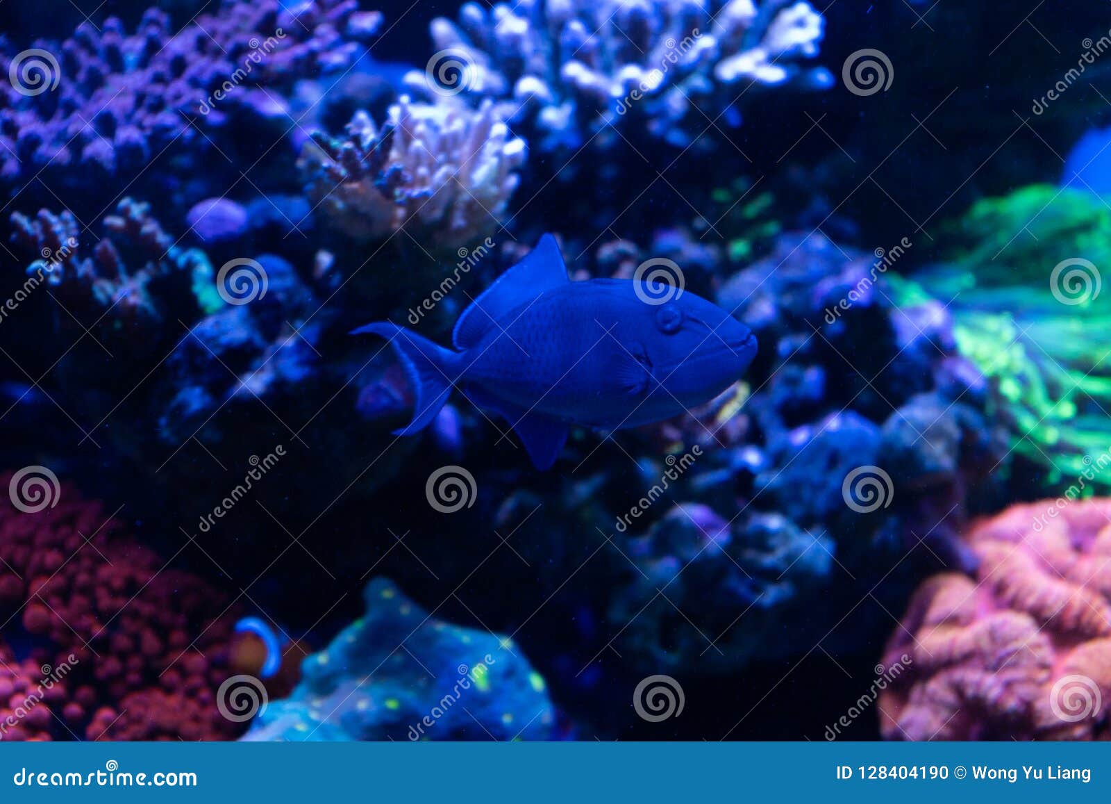 Redtooth trigger fish stock photo. Image of swimming - 128404190