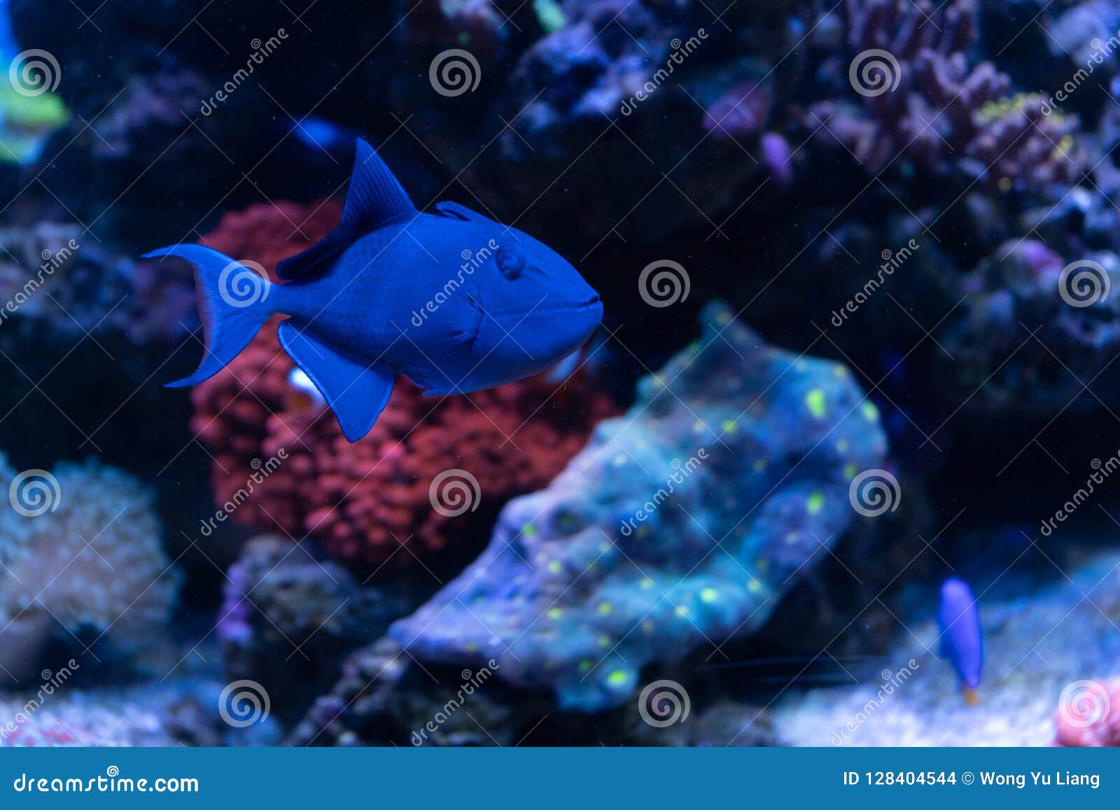 Redtooth trigger fish stock photo. Image of swimming - 128404544