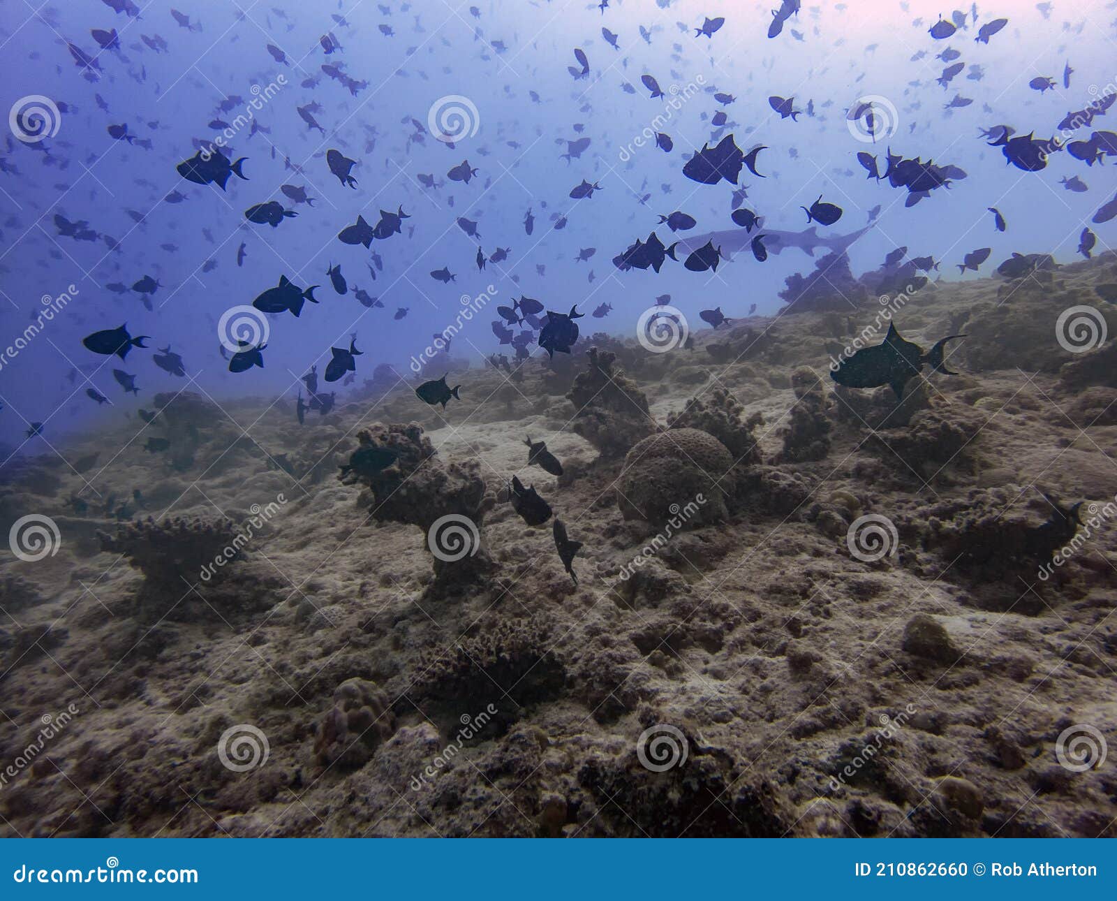 Redtooth Triggerfish Odonus Niger Stock Photo - Image of triggerfish ...