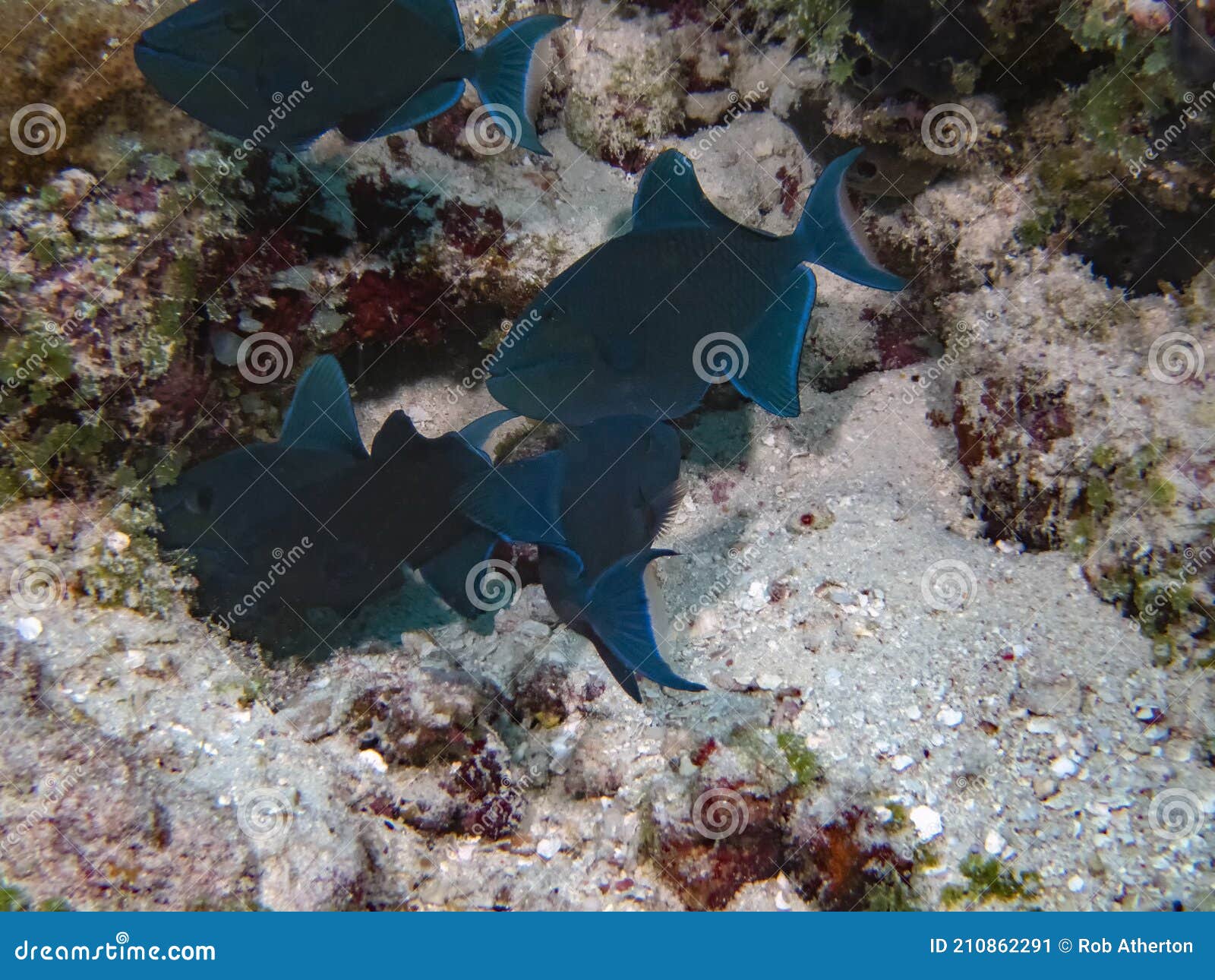 Redtooth Triggerfish Odonus Niger Stock Image - Image of nature ...