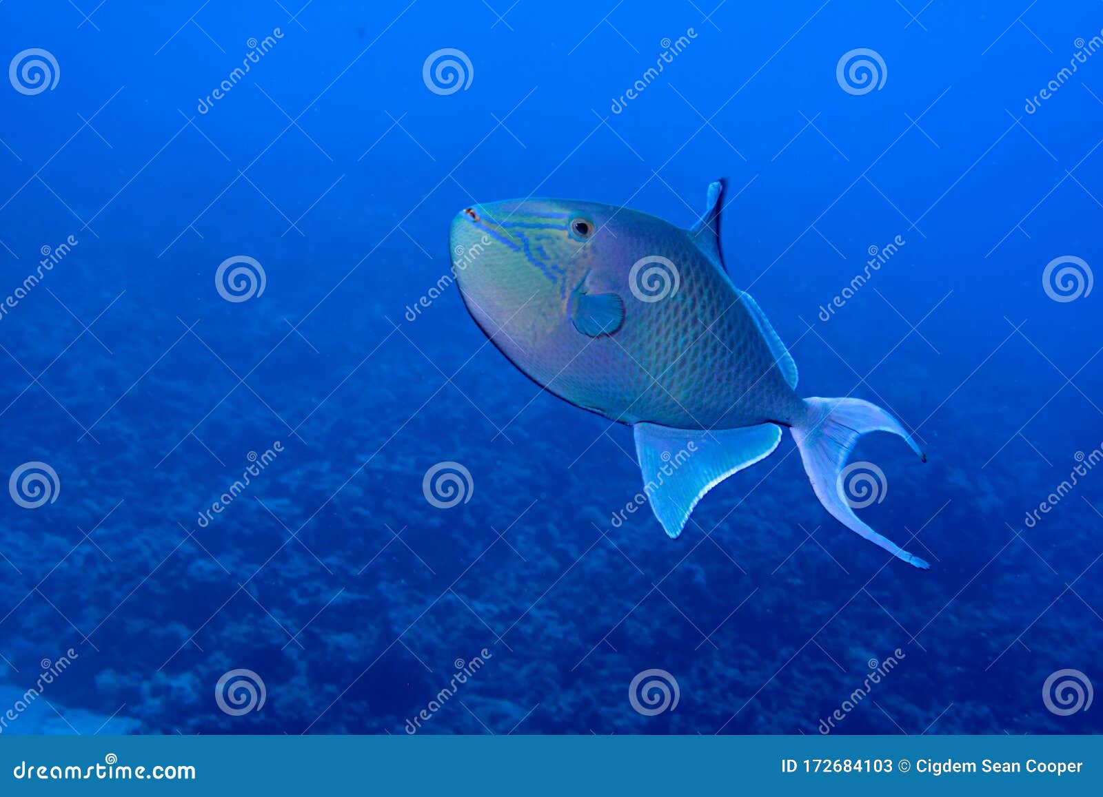 Redtooth Triggerfish Odonus Niger Stock Image - Image of underwater ...
