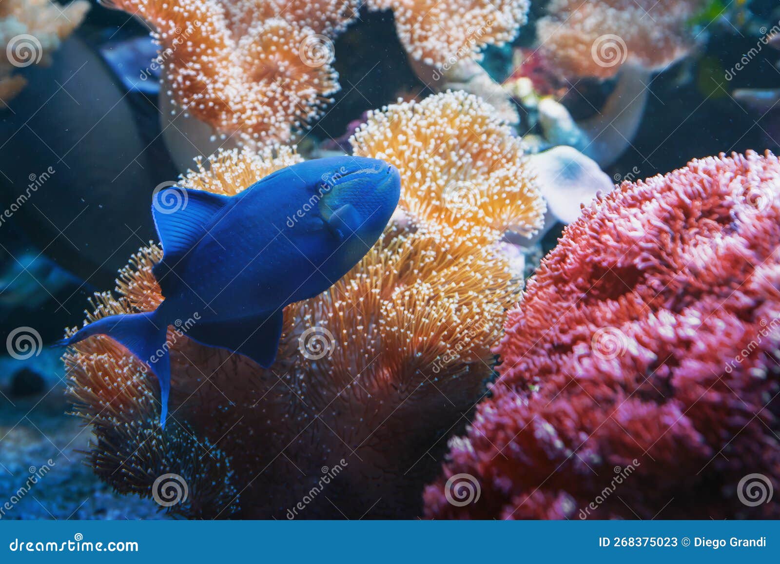 Redtoothed Triggerfish Coral Reef Fish Odonus Niger Stock Image - Image ...
