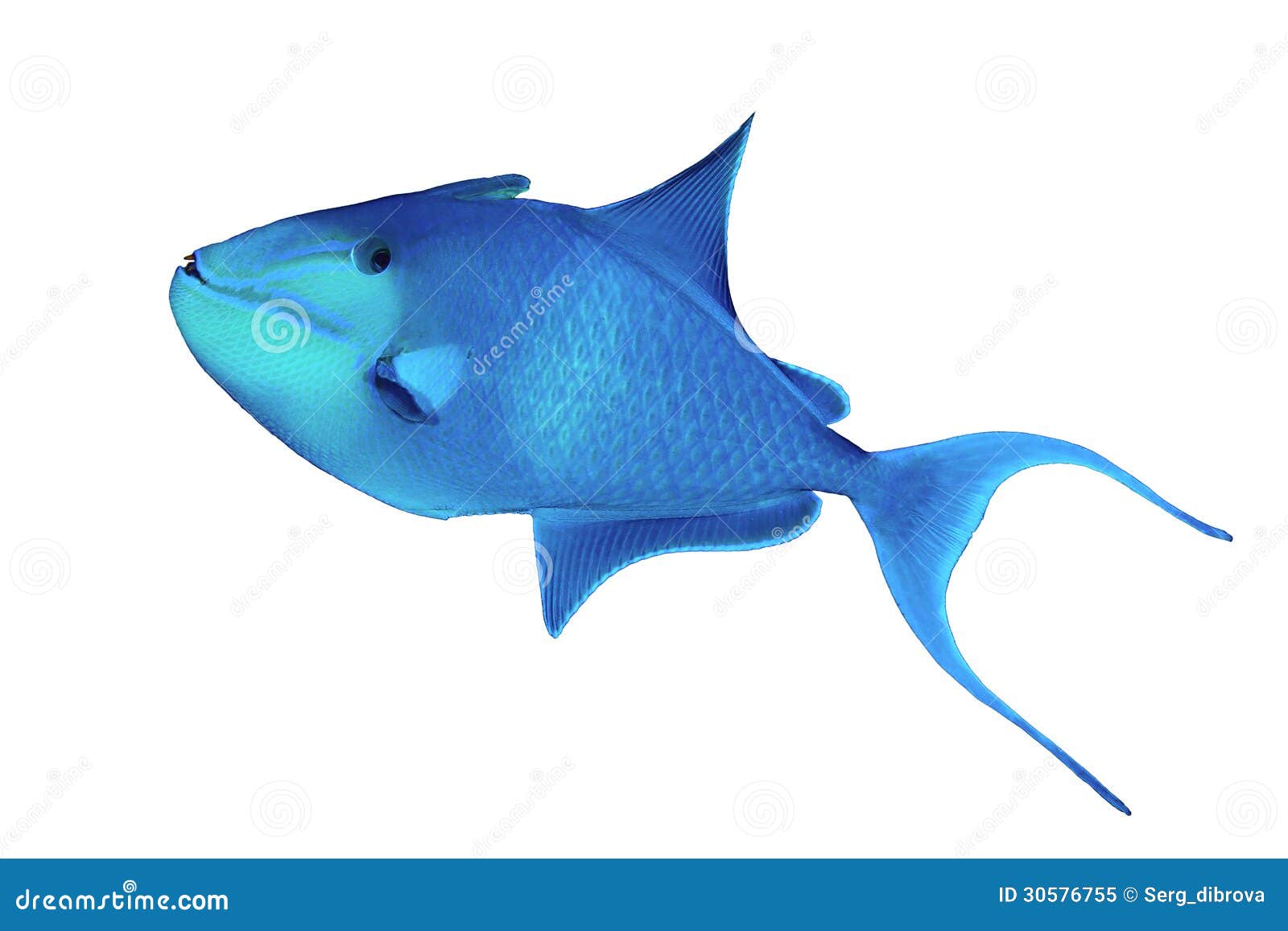 Red Tooth Triggerfish