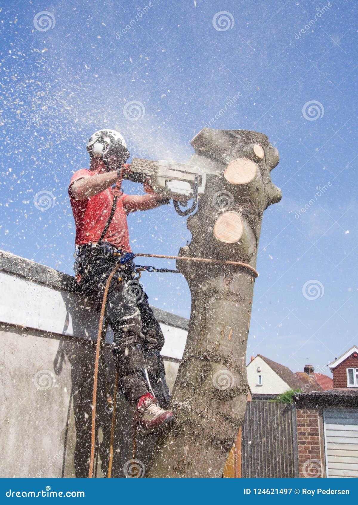 Reducing the Height of a Tree. Stock Image - Image of outdoors ...