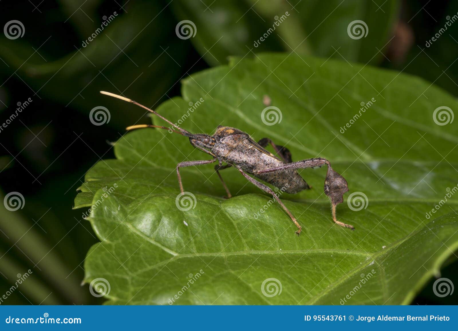 Reduviidae Assassing Bug on a Leaf Stock Image - Image of animal ...