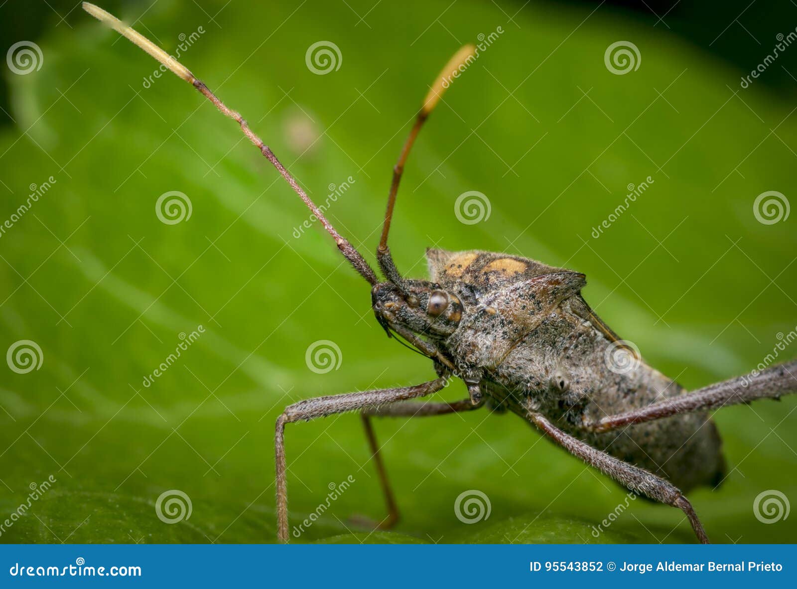 Reduviidae Assassing Bug on a Leaf Stock Photo - Image of biology, body ...