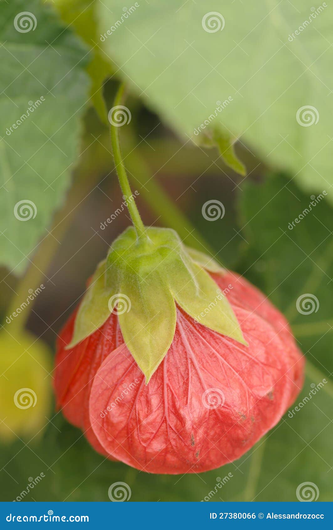 Redvein abutilon flower stock photo. Image of brazil - 27380066