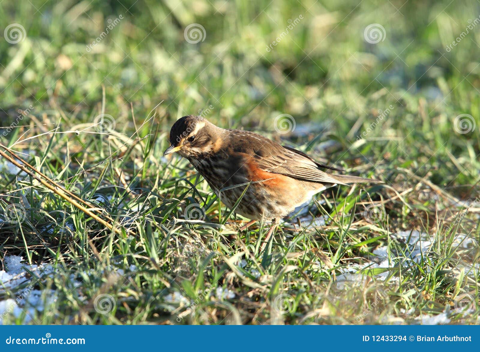 Redwing bird stock photo. Image of redwing, side, details - 12433294