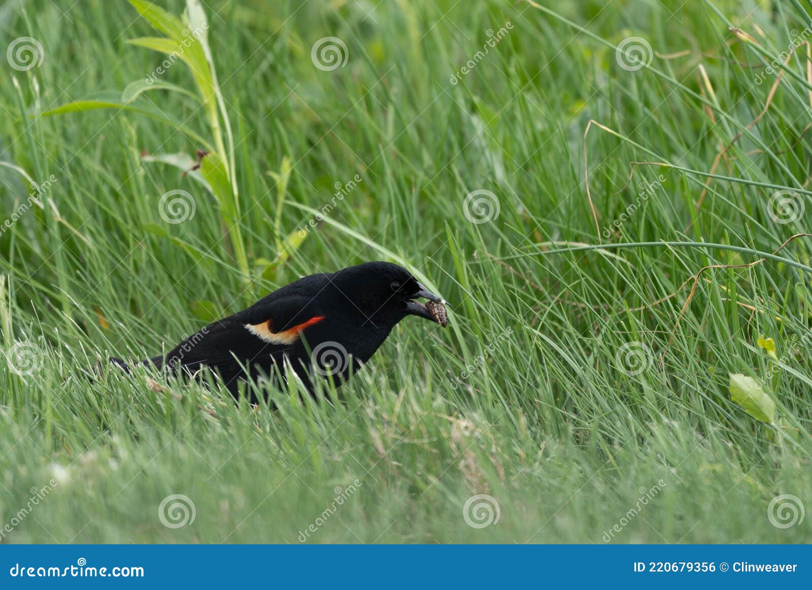 Redwing Blackbird Eating Grub Stock Photo - Image of eating, grass ...