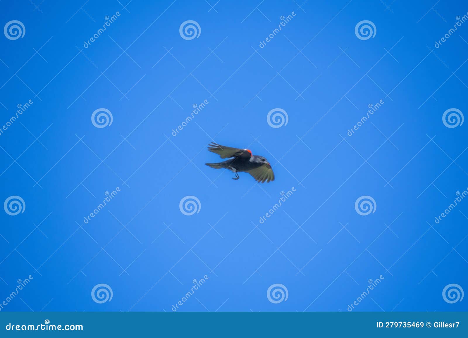 Redwing Blackbird in Flight in the Blue Skies Stock Image - Image of ...