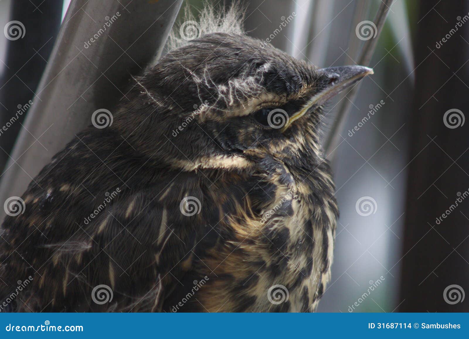 Redwing Fledgling Baby Bird Stock Photo - Image of passerine, feathers ...