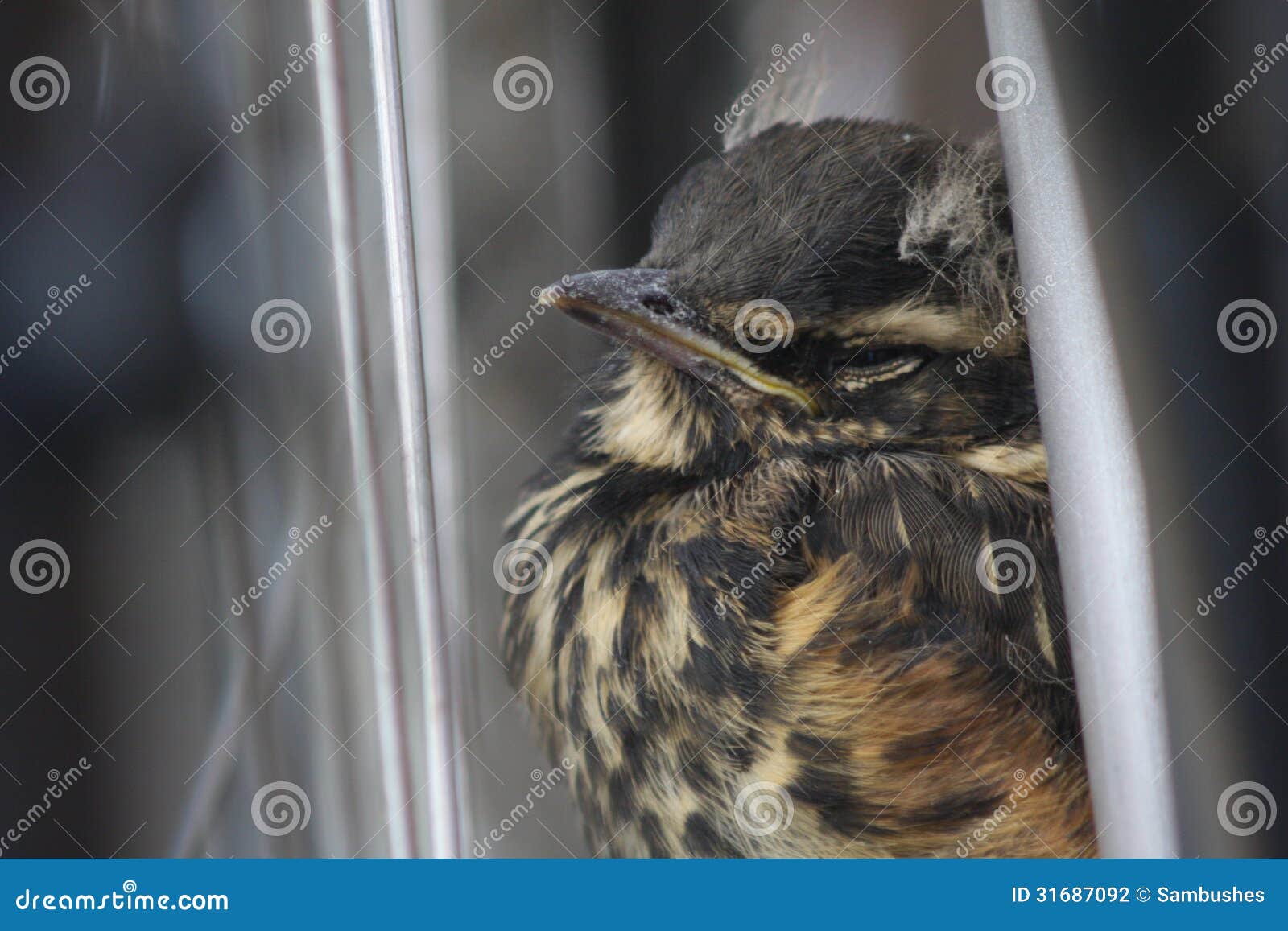 Cute Redwing Fledgling Baby Bird Stock Photo - Image of grey, white ...