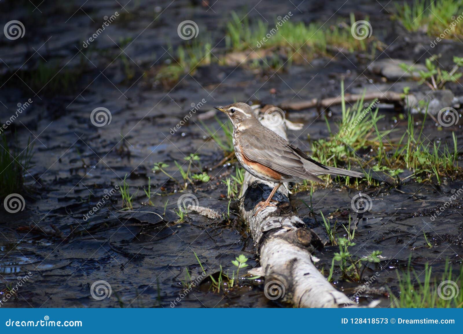 The redwing. stock image. Image of grass, wildlife, ground - 128418573