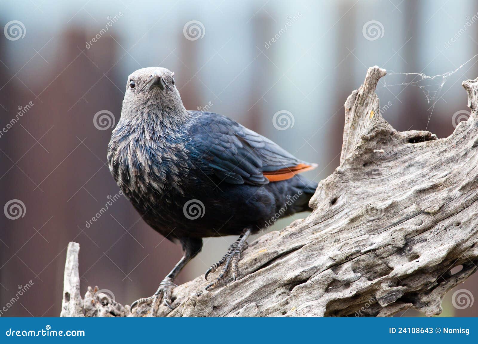 Redwinged Starling on Branch Looking Ahead Stock Image - Image of sized ...