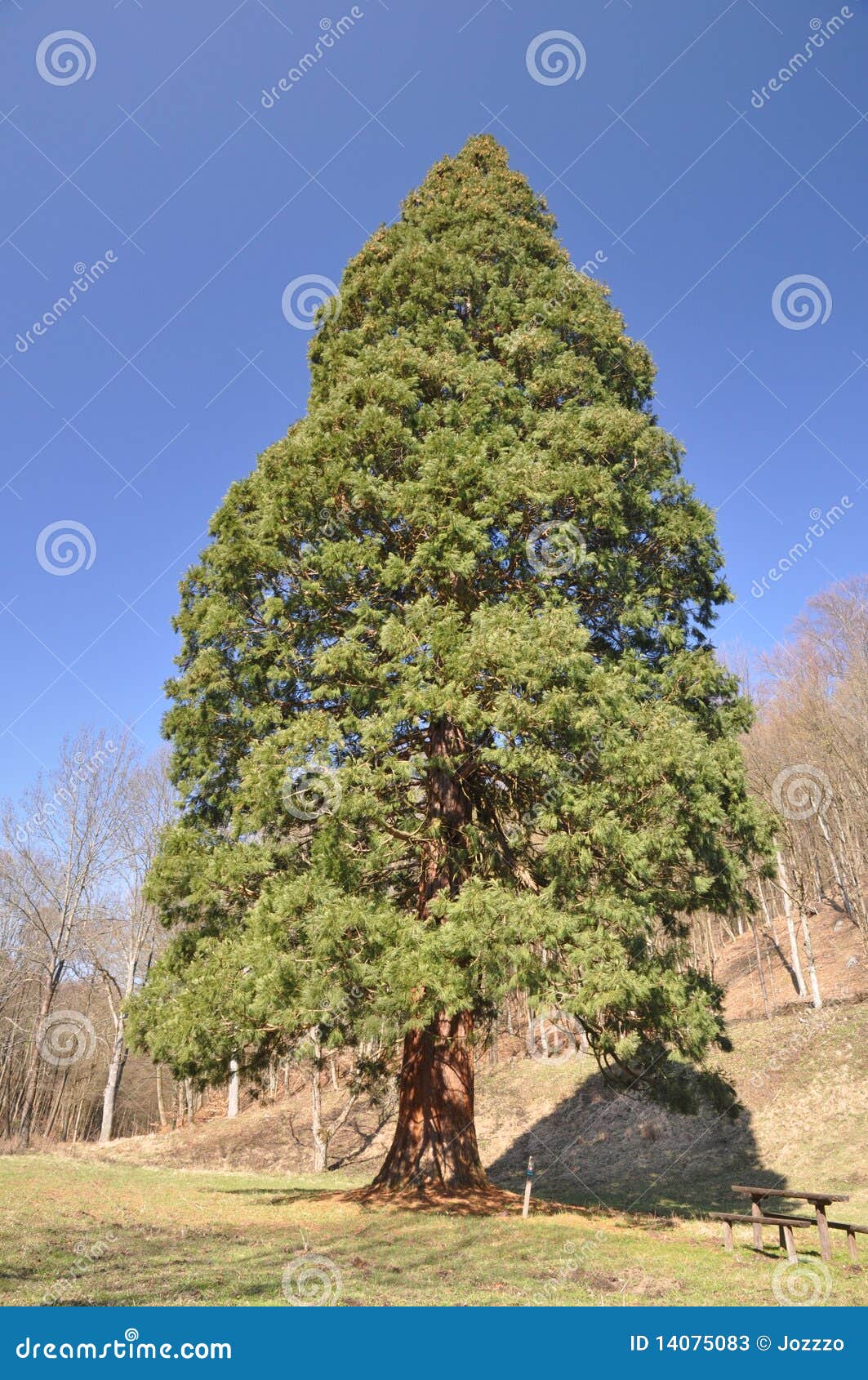Redwood stock image. Image of redwood, blue, tree, huge - 14075083