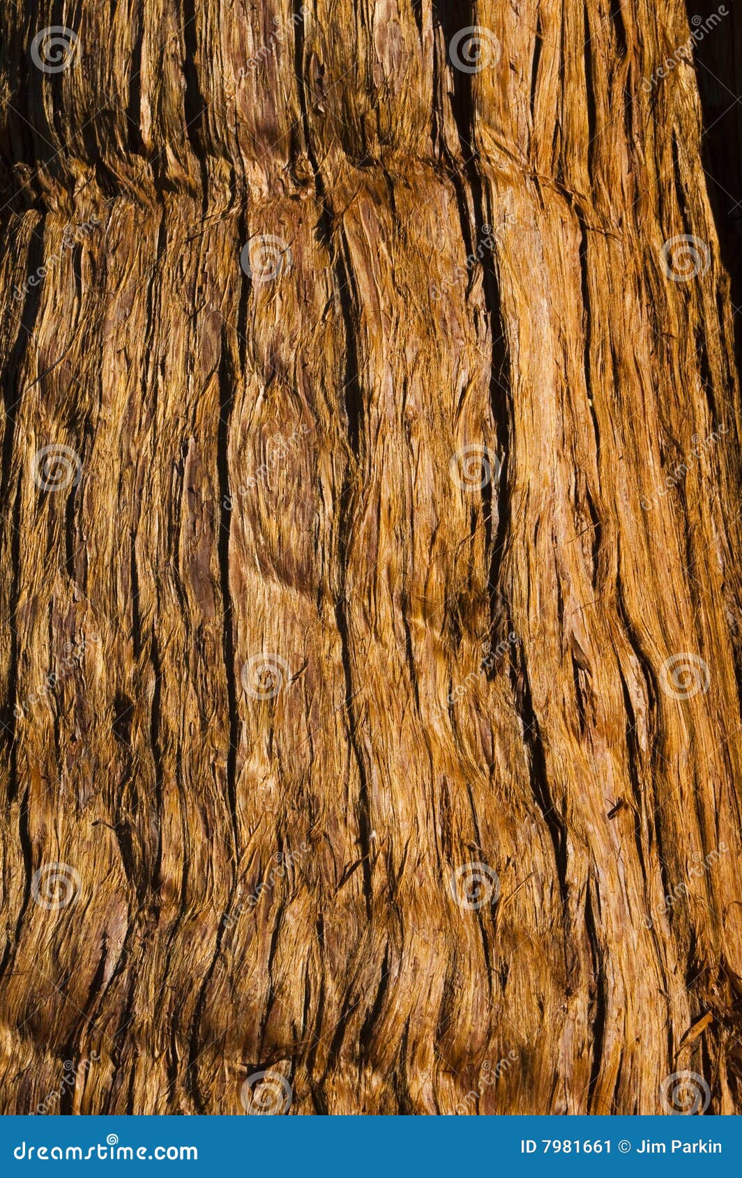 Redwood stock image. Image of nature, bark, redwood, patterns - 7981661