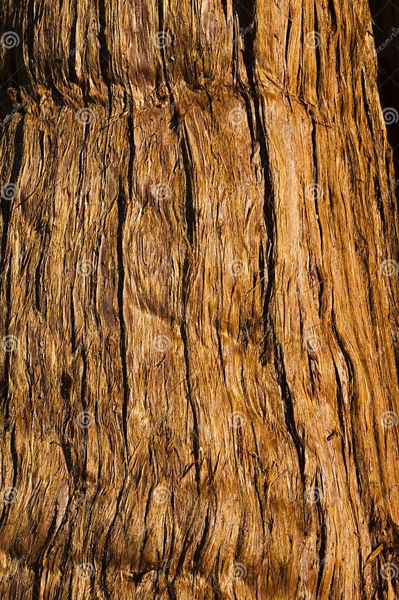 Redwood stock image. Image of nature, bark, redwood, patterns - 7981661