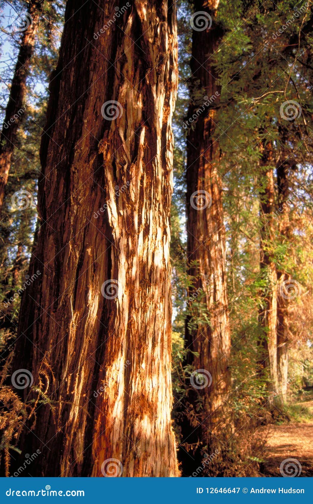 Redwood Bark stock image. Image of diego, park, balboa - 12646647