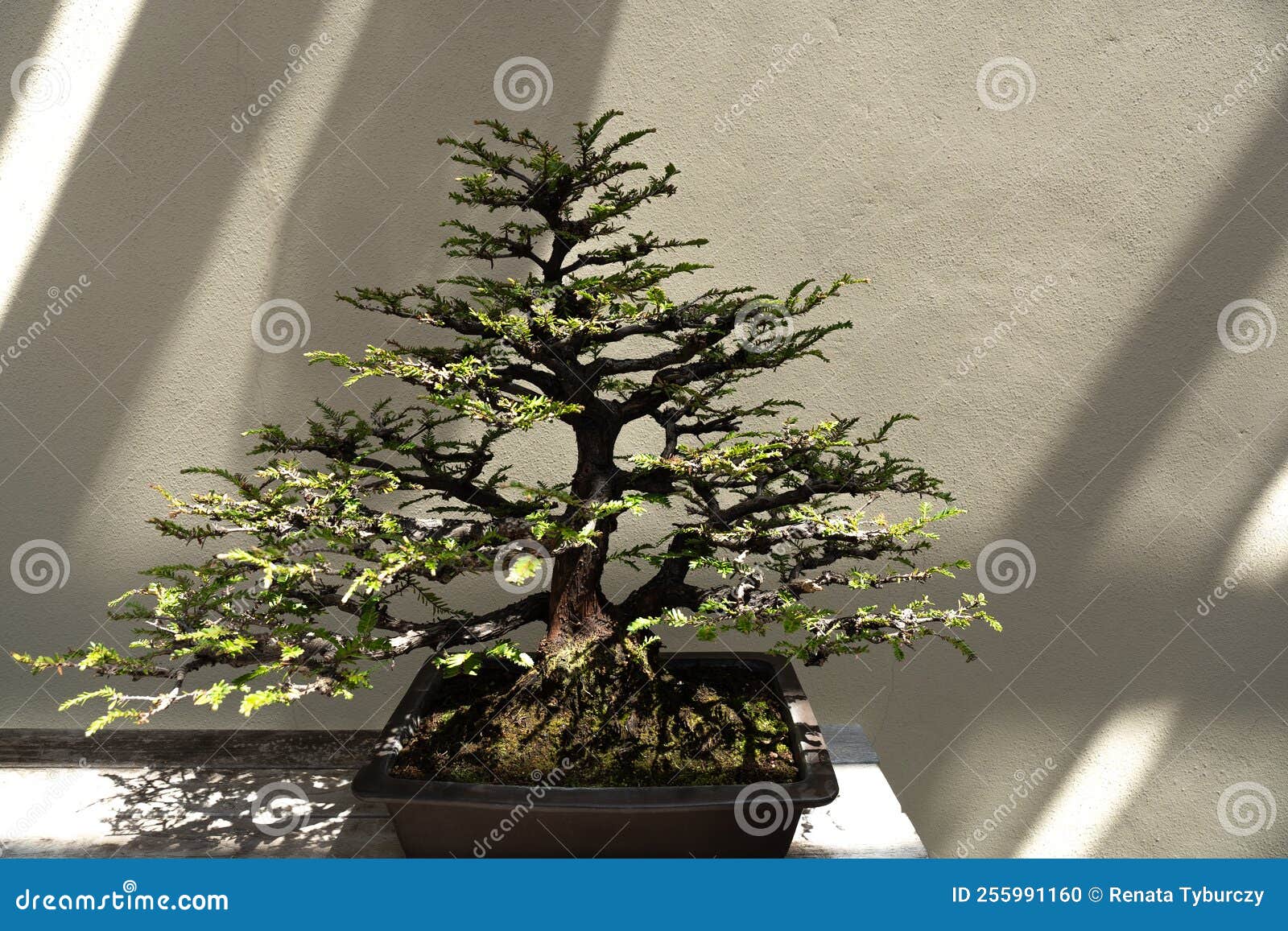 Miniature Tree of Redwood Bonsai Stock Photo - Image of grow, texture ...