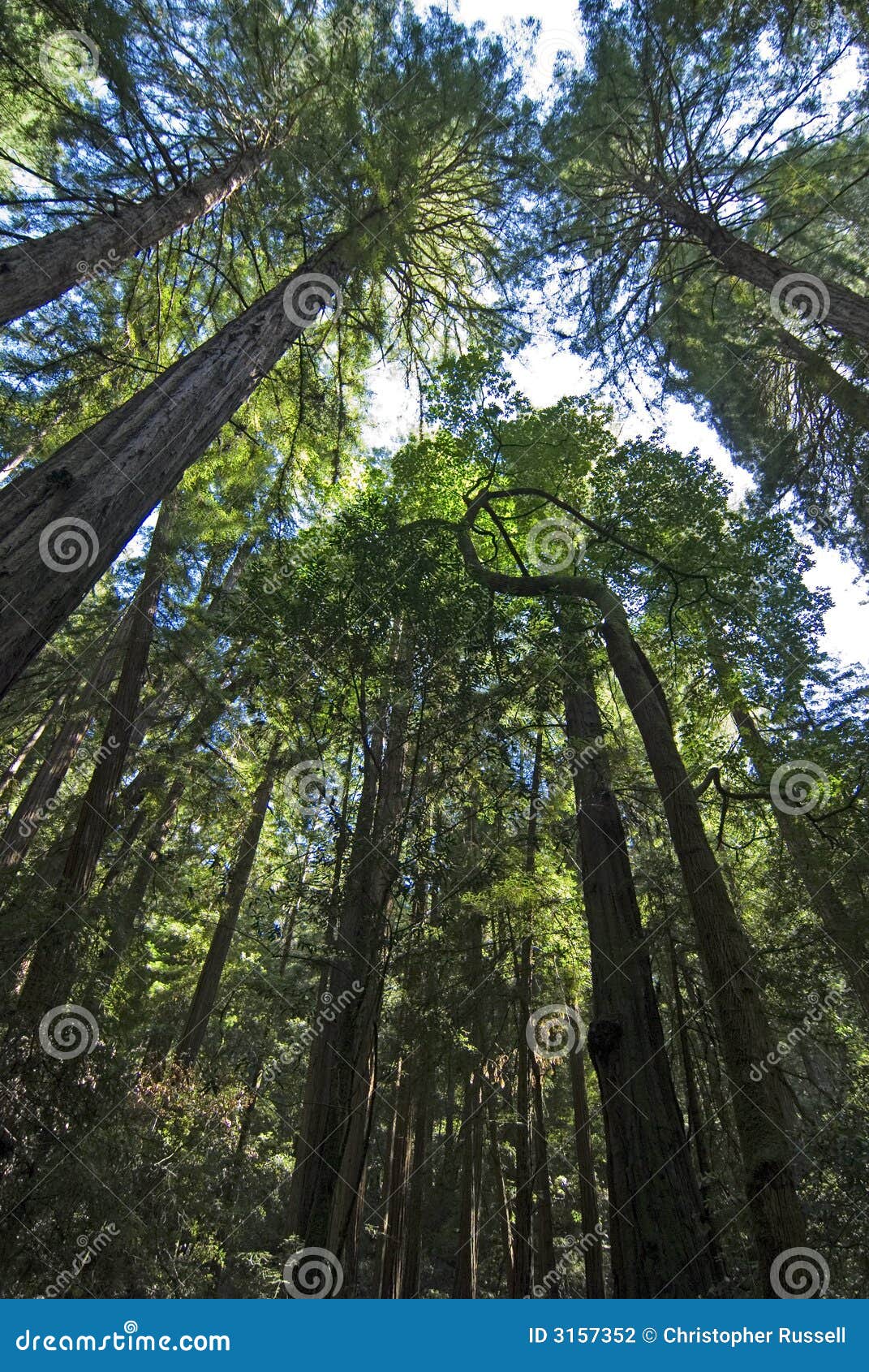 Redwood Canopy in Muir Woods Stock Photo - Image of monument, nature ...