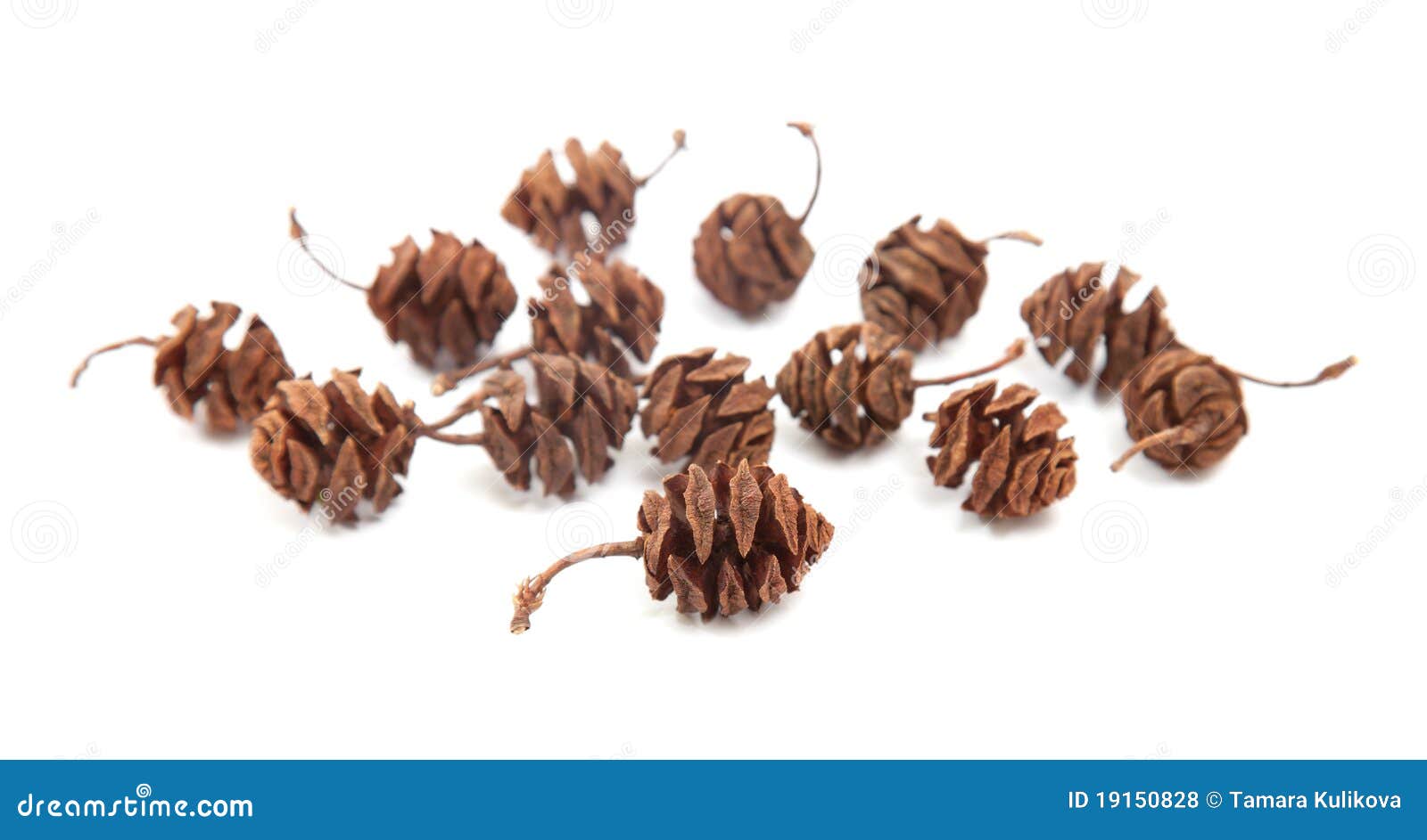 Redwood cones stock photo. Image of isolated, floral - 19150828