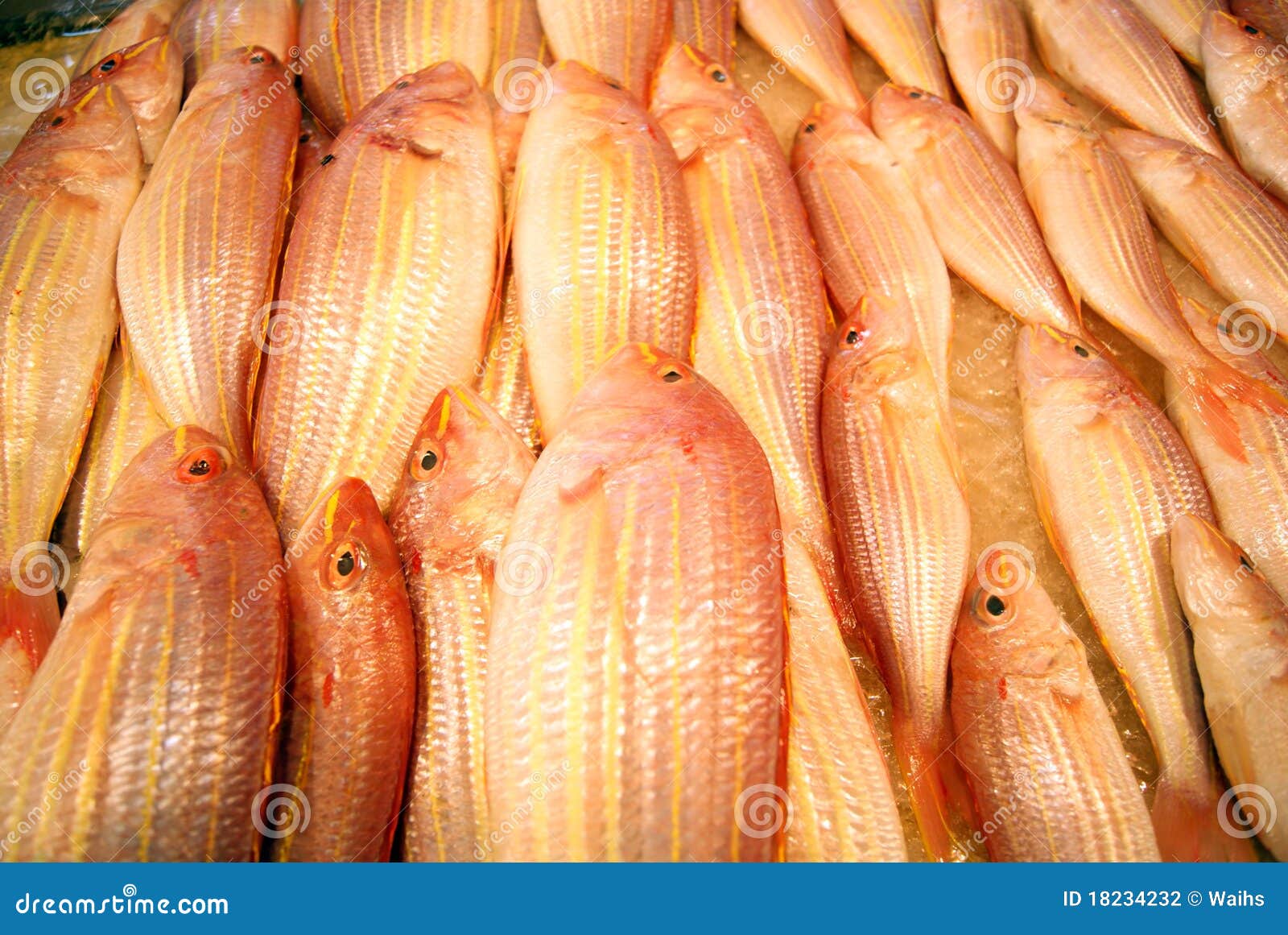 Redwood fish stock photo. Image of herding, pets, water - 18234232