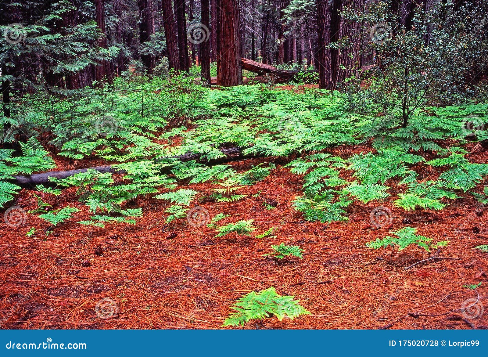 Redwood Forest in Washington Stock Photo - Image of trees, nature ...