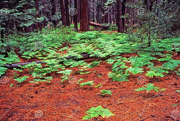 Redwood Forest in Washington Stock Photo - Image of trees, nature ...