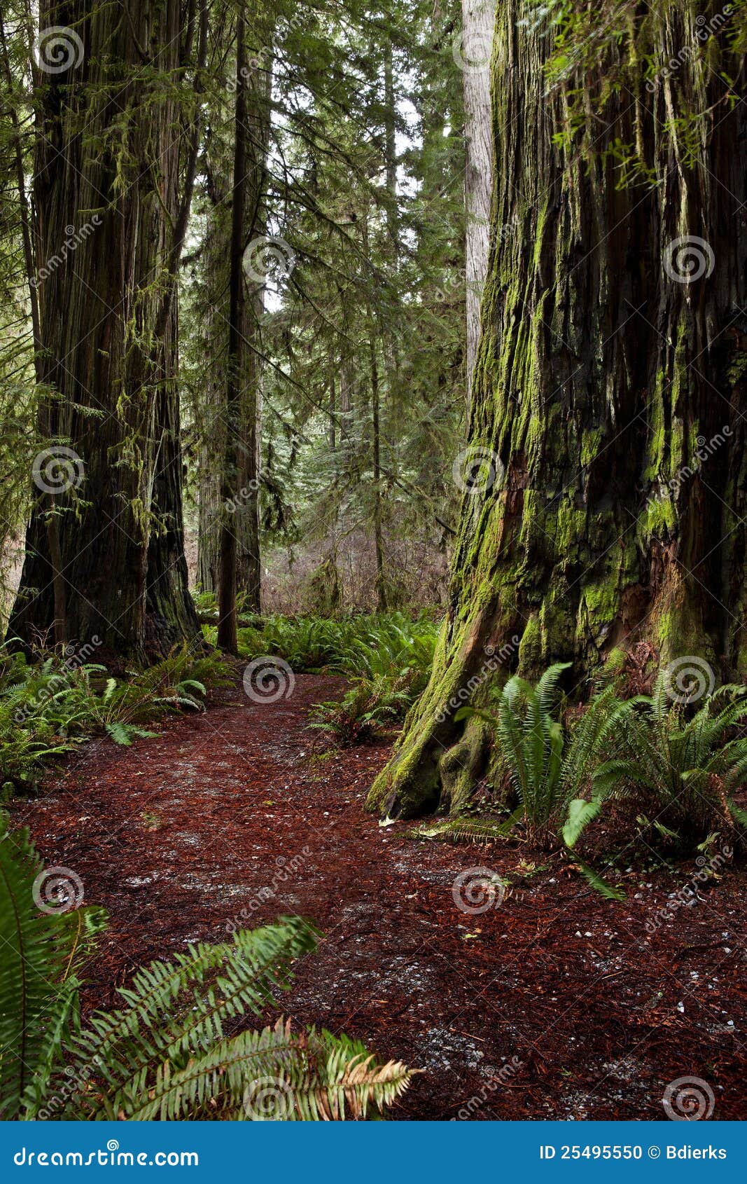 Redwood forest stock photo. Image of tree, outdoor, leaf - 25495550