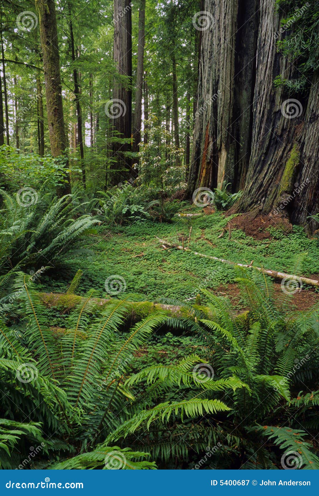 Redwood forest stock image. Image of landscape, foliage - 5400687