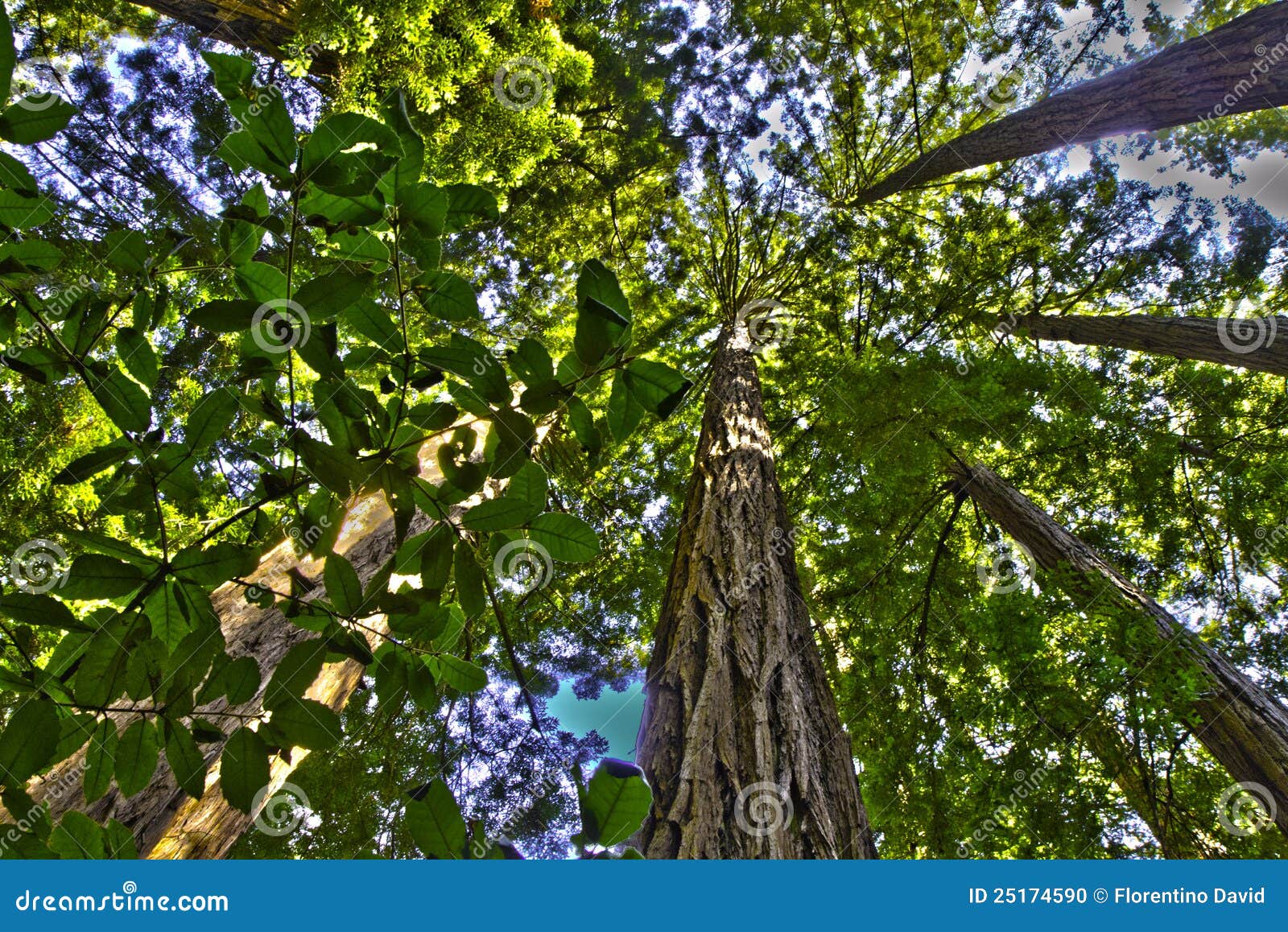 Redwood forest canopy stock photo. Image of vacation - 25174590