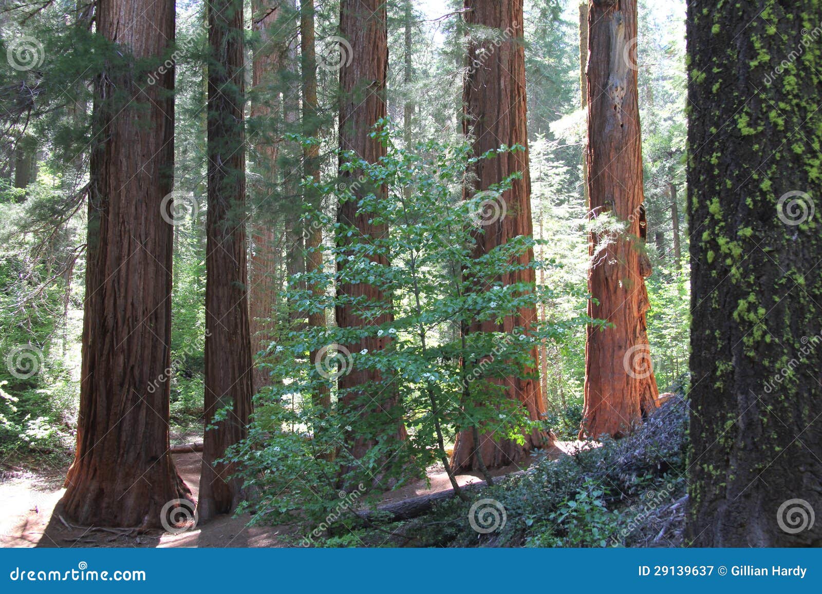 Redwood Forest Giants stock image. Image of vegetation - 29139637