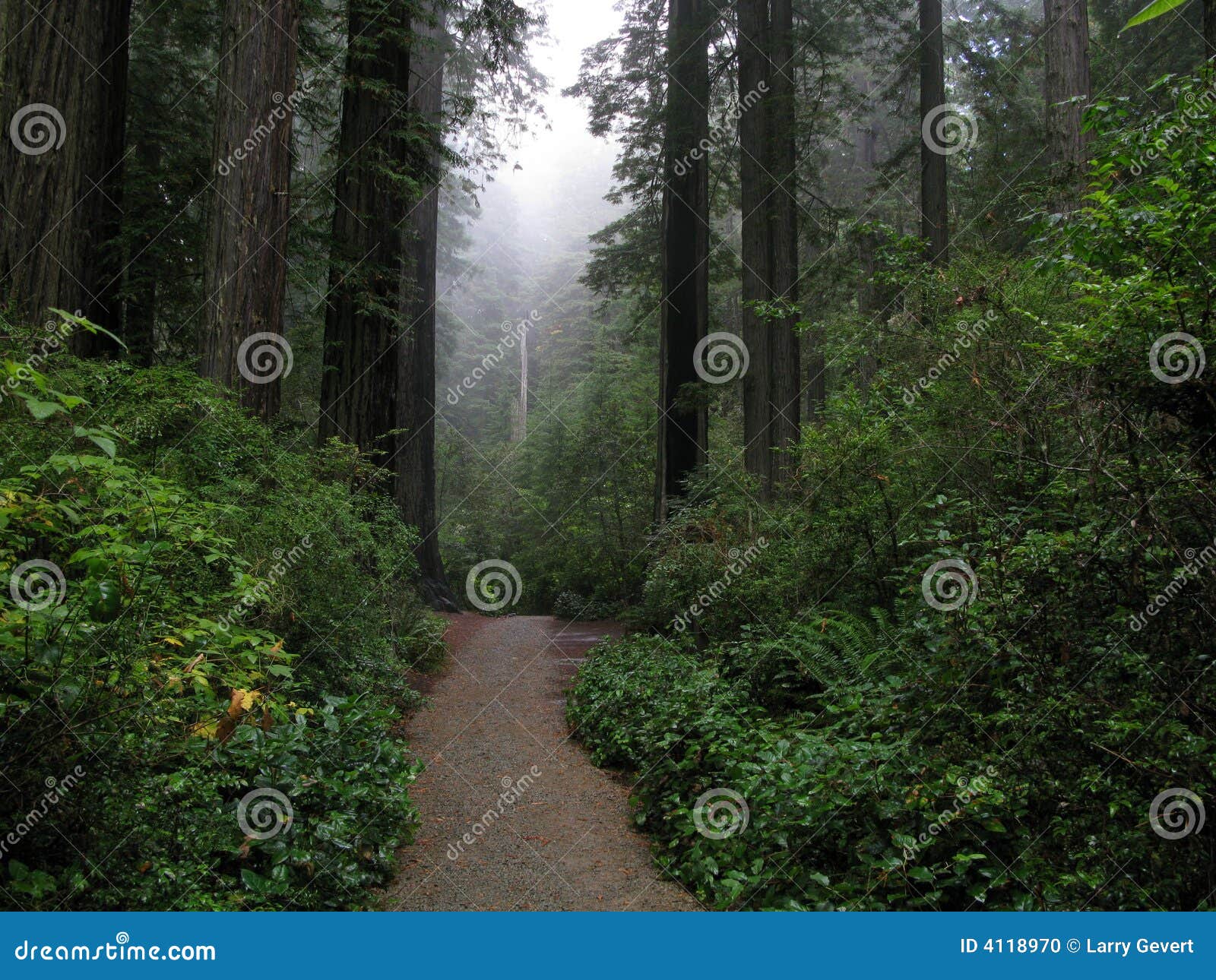 Redwood Forest Path stock photo. Image of scenic, america - 4118970