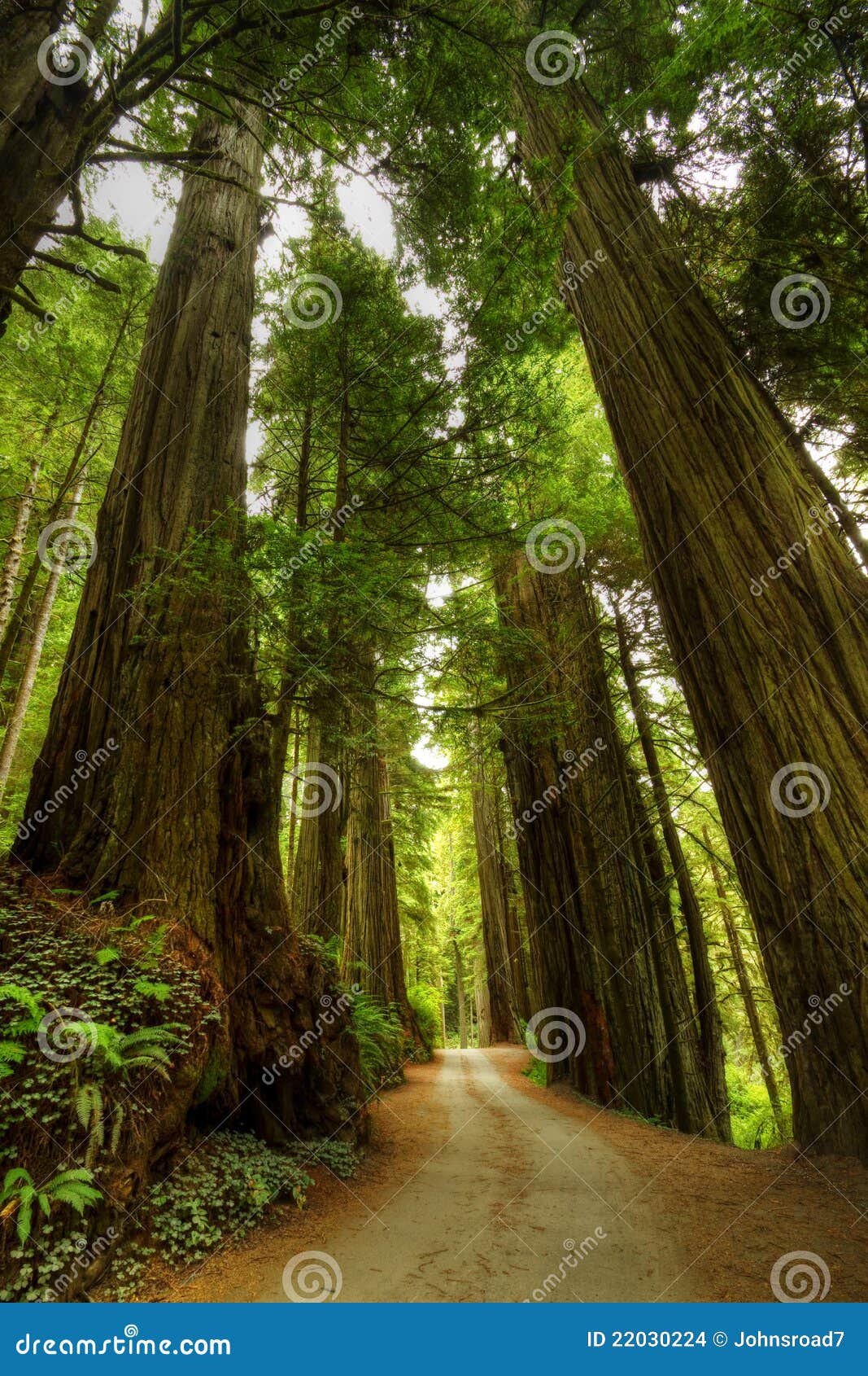 Redwood Forest Road stock photo. Image of massive, redwoods - 22030224