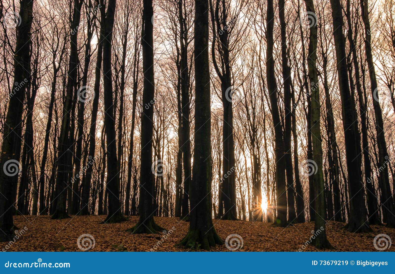 Redwood Forest Scenery Sunset Stock Image - Image of pine, sunny: 73679219