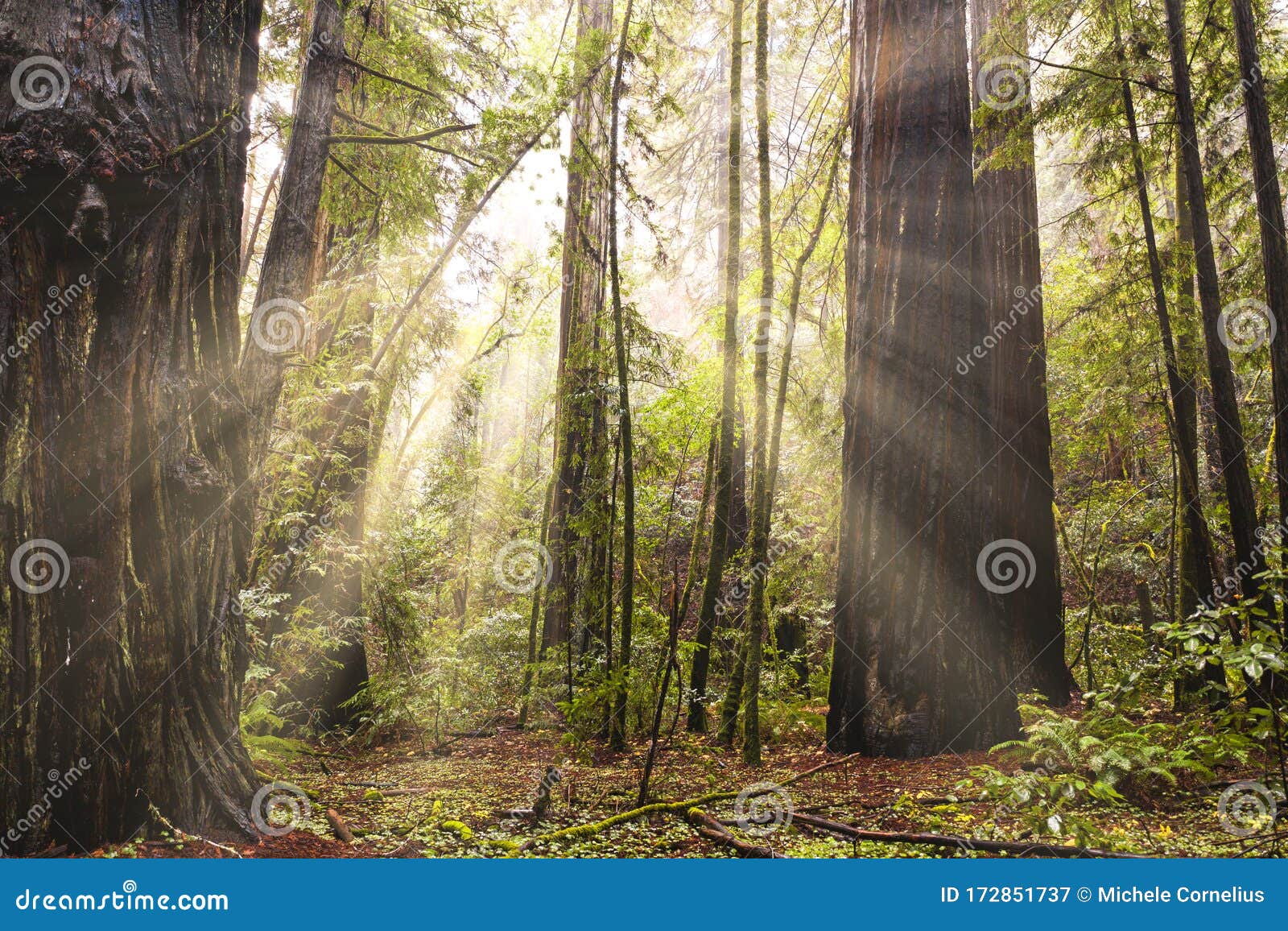 Redwood Forest with Sun Rays Stock Image - Image of outdoor, tree ...