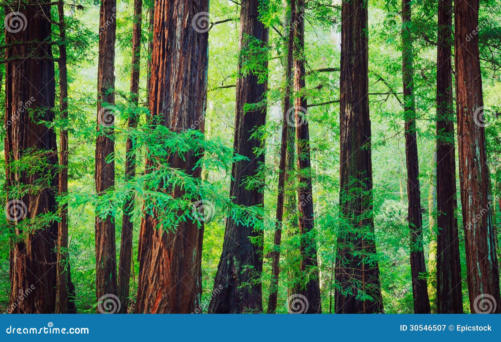 Redwood Forest stock image. Image of forest, wilds, giant - 30546507