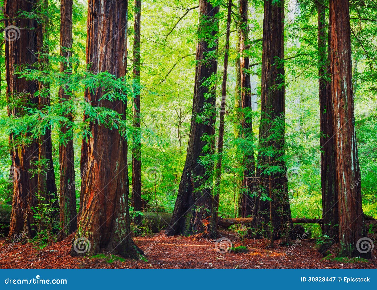 Redwood Forest stock image. Image of wilderness, northwest - 30828447