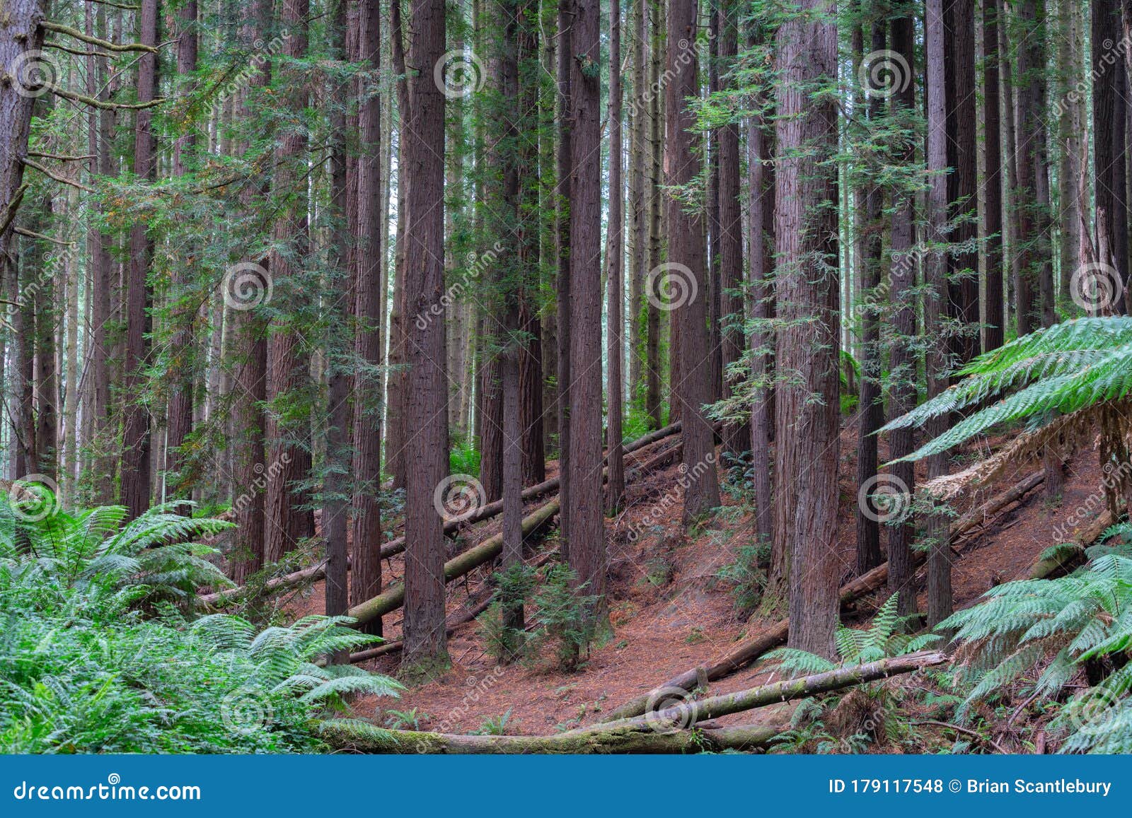 Redwood forest trees stock photo. Image of australia - 179117548