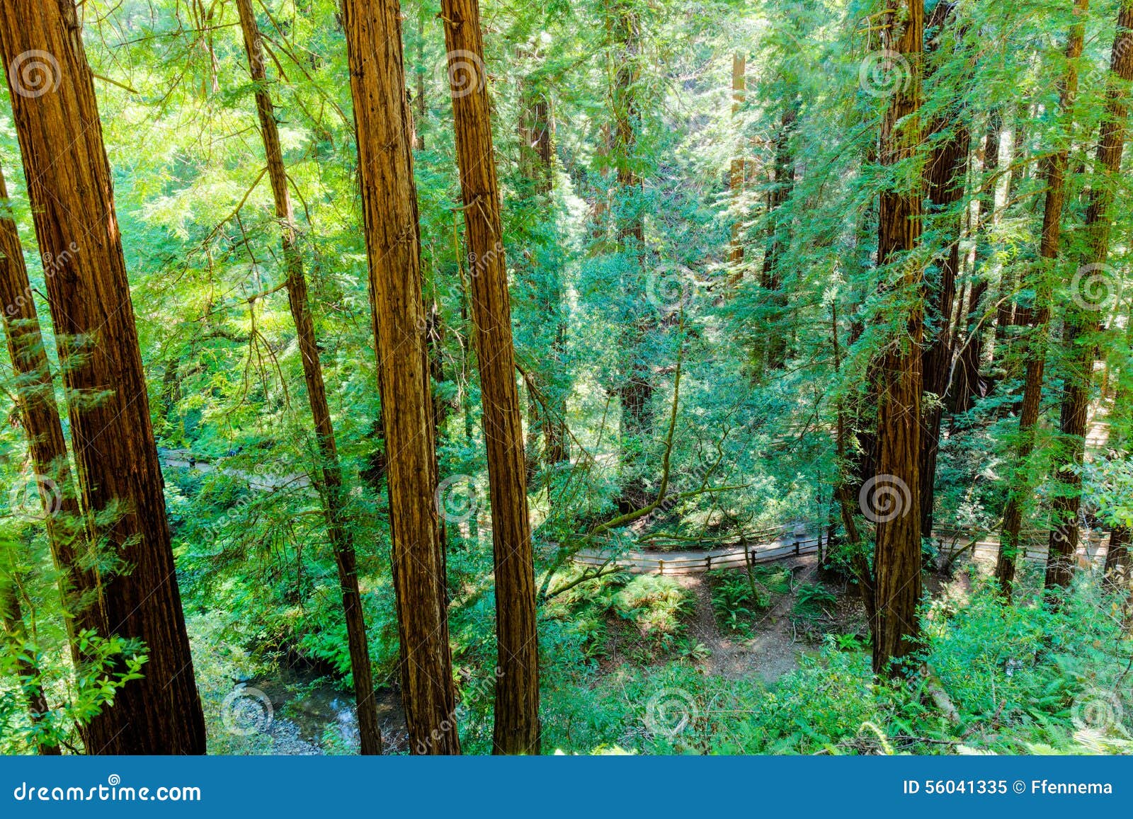 Redwood Forest with Wood Lined Footpath and Stream Stock Image - Image ...