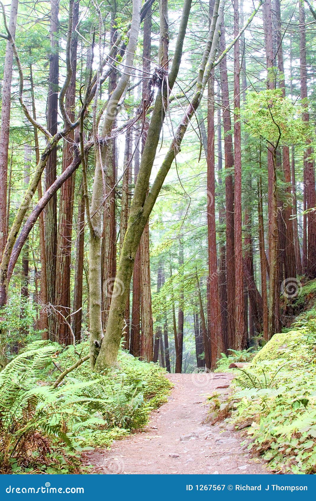 Redwood Forrest Hiking Path Stock Image - Image of calm, outdoor: 1267567