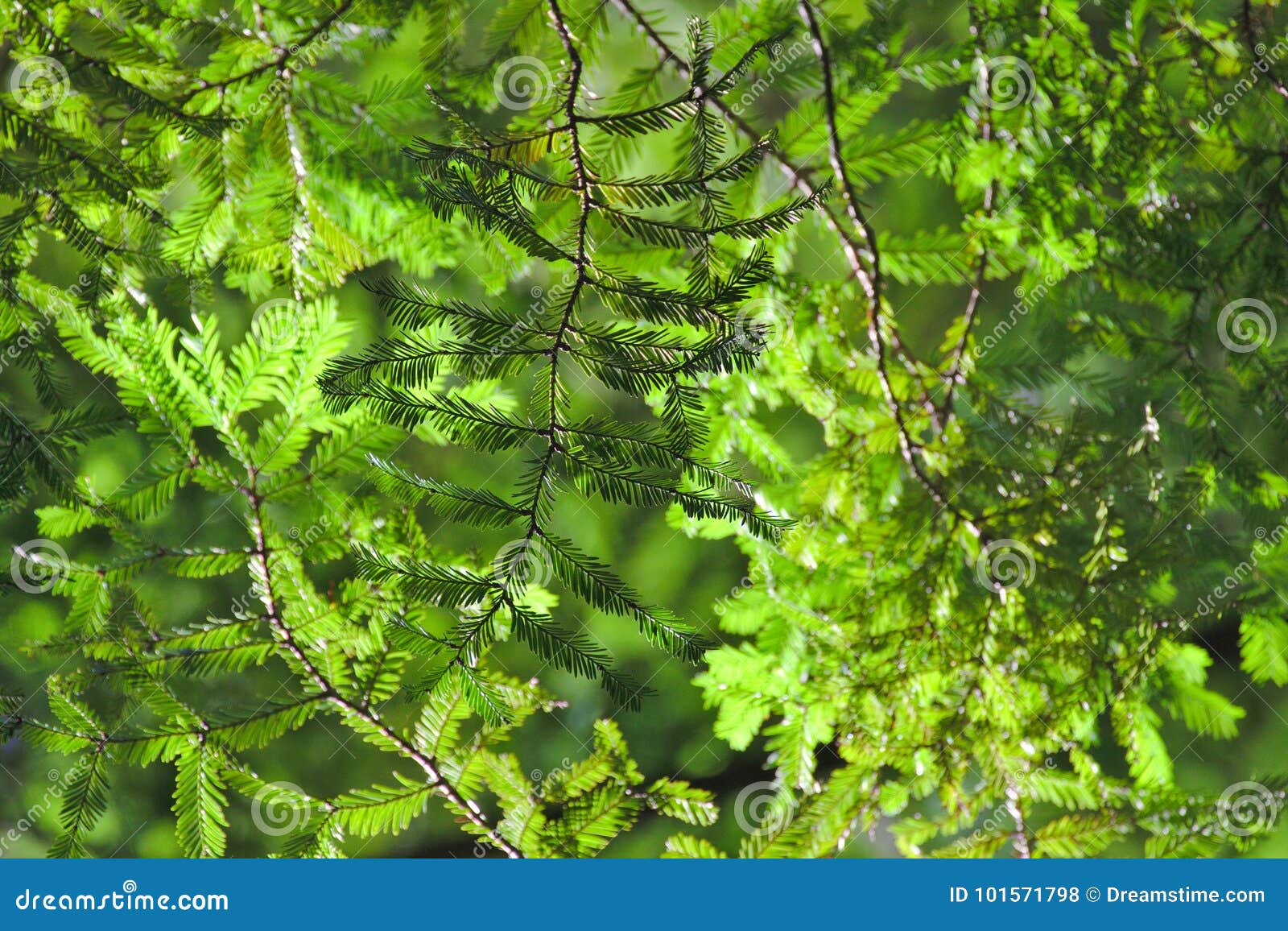 Redwood Leaves, Tree Canopy Stock Photo - Image of redwood, texture ...