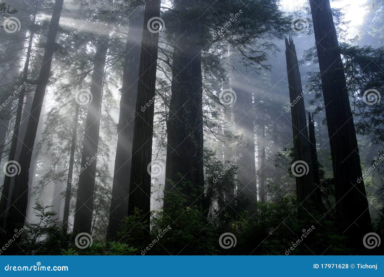 Redwood Light stock photo. Image of redwood, america - 17971628
