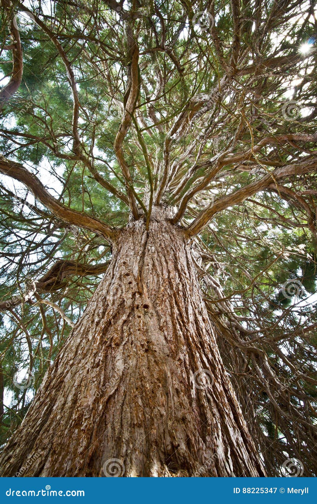 Majestic Oak Tree Stump, Concentric Rings, Grainy Texture Stock ...