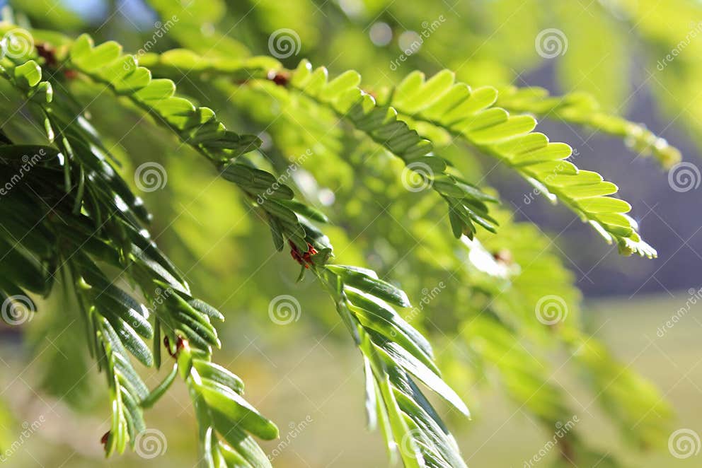 Redwood needle spray stock photo. Image of spray, bright - 49473512