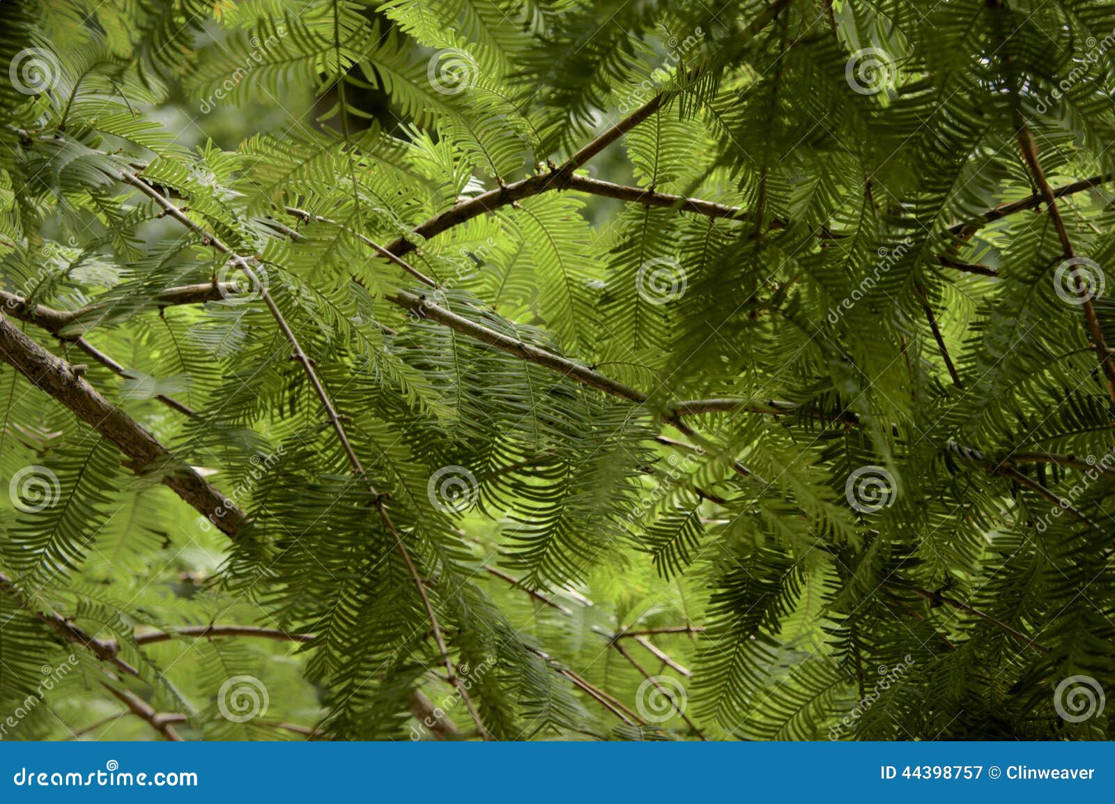 Redwood Needles stock image. Image of tallest, closeup - 44398757