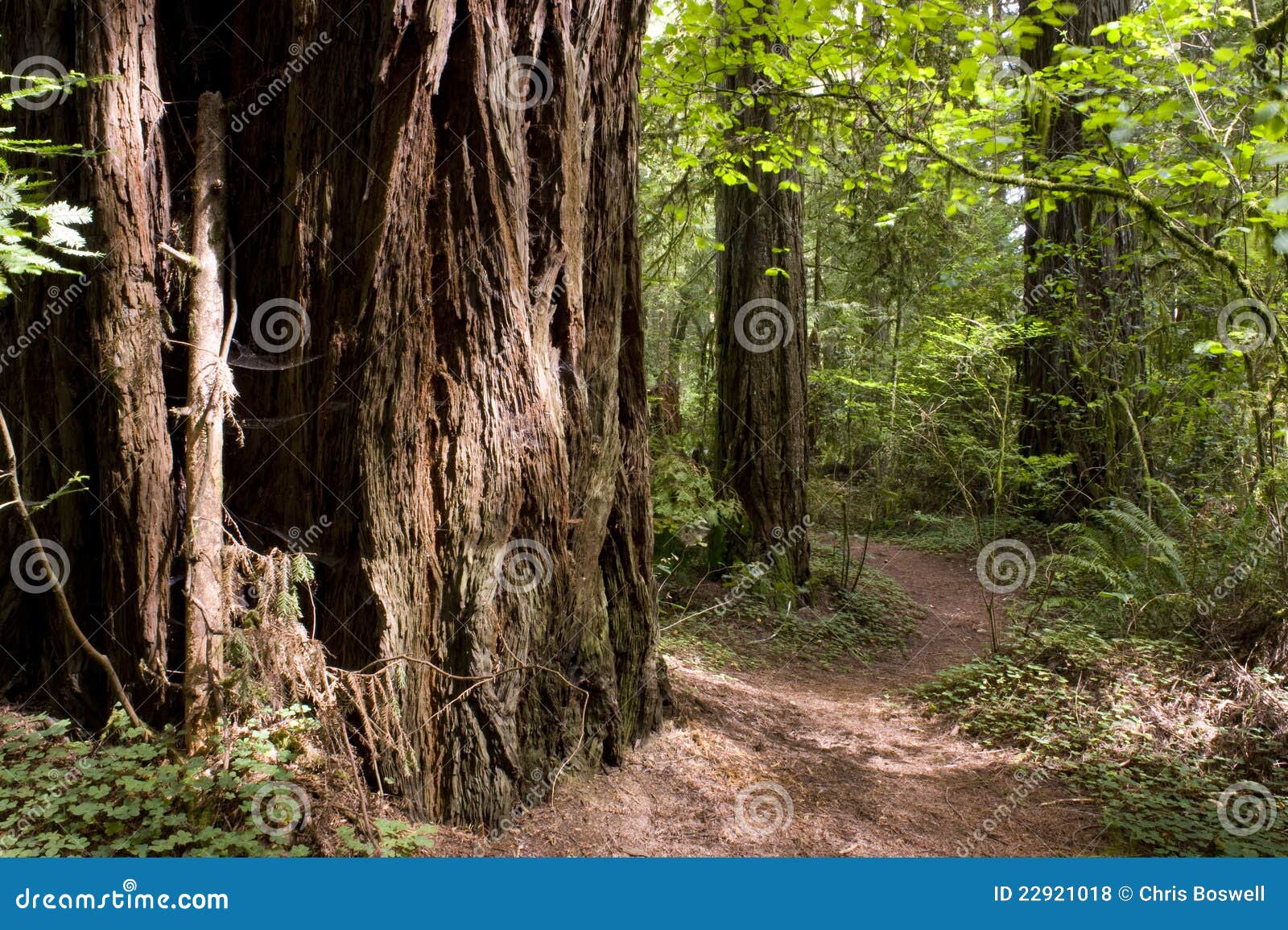 Forest Path Travel Around Large Old Growth Redwood Stock Photo - Image ...