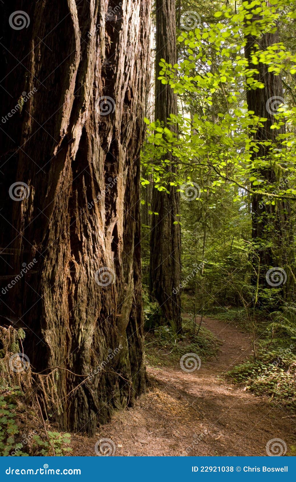 Redwood Forest Path Travels Around Old Growth Tree Stock Photo - Image ...