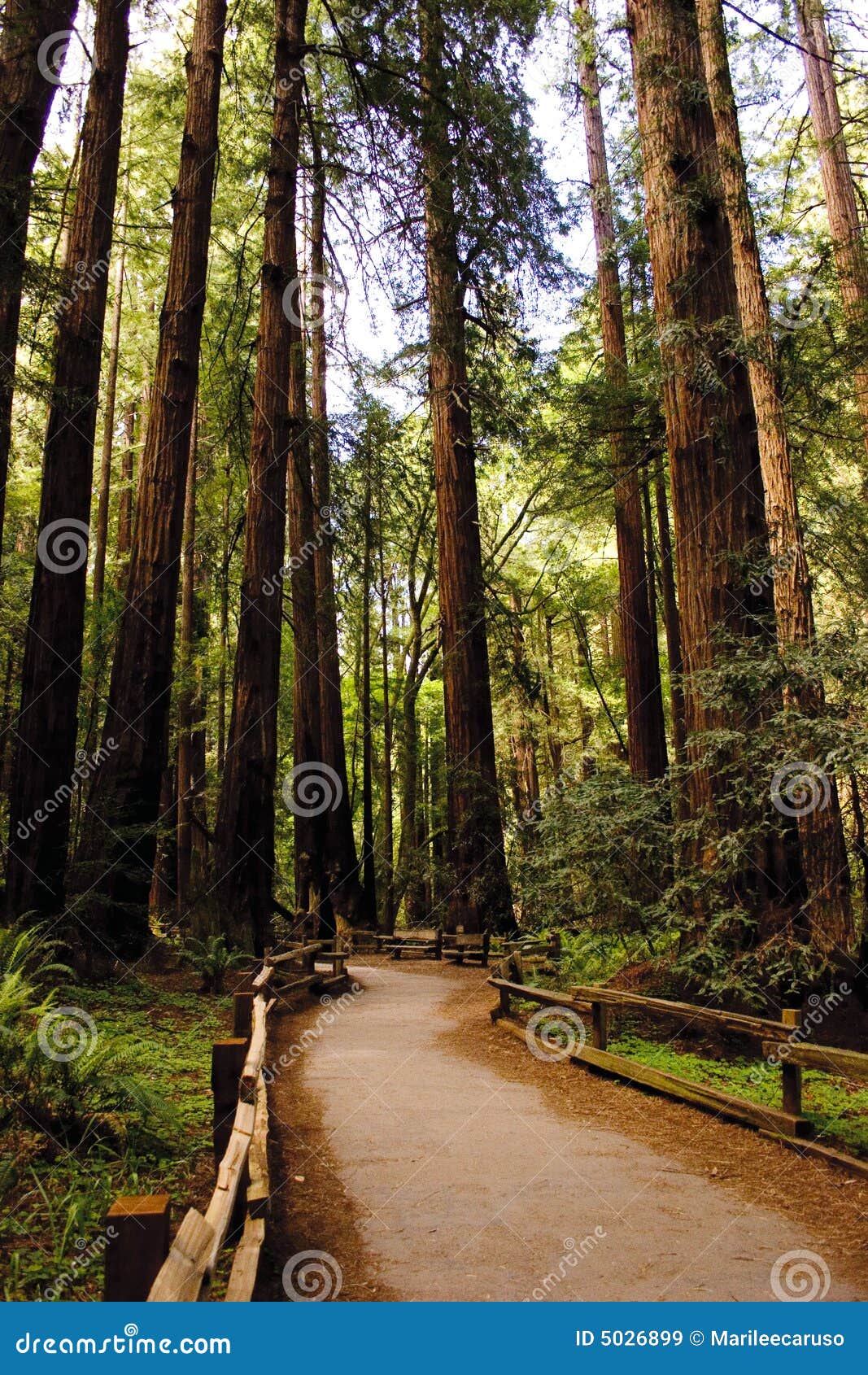 Redwood Path2 stock image. Image of relaxing, muir, california - 5026899