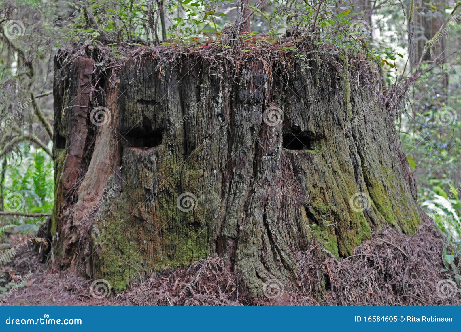 Redwood s stump stock image. Image of relic, outdoors - 16584605